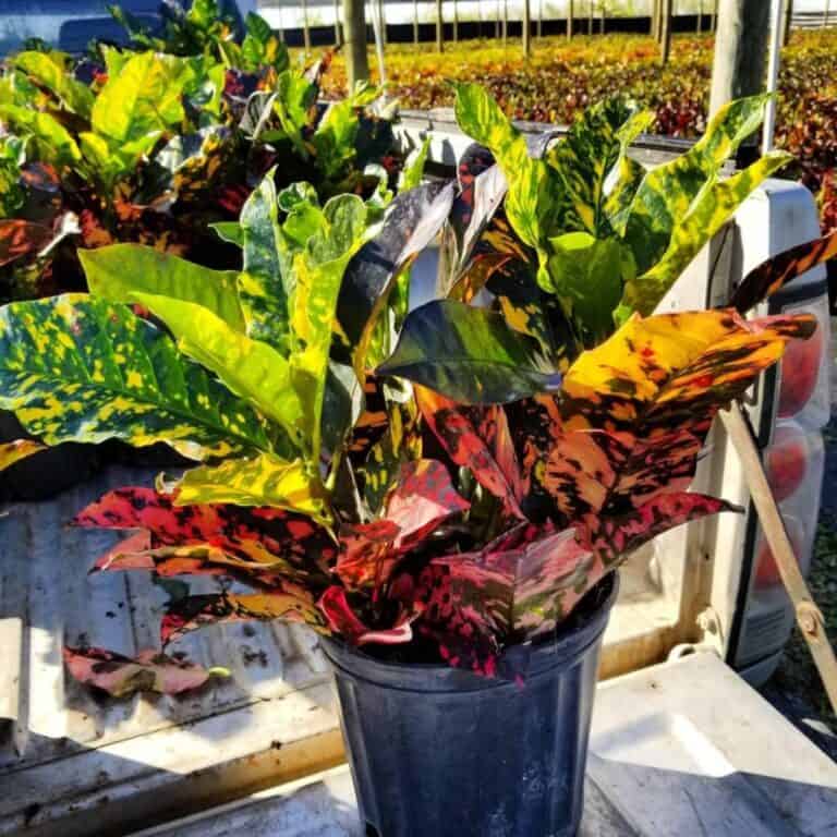 Croton Magnificent Plant Care: How To Grow Codiaeum Variegatum