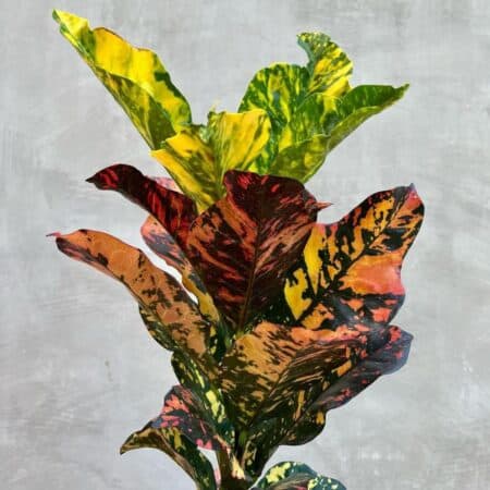 Croton Magnificent Plant Care: How To Grow Codiaeum Variegatum