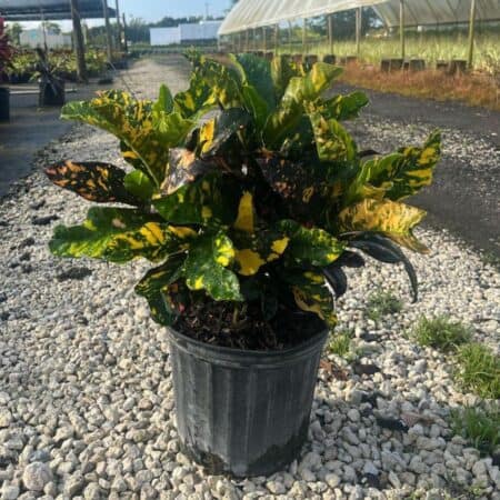 Croton Magnificent Plant Care: How To Grow Codiaeum Variegatum