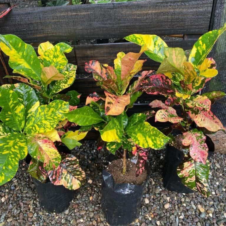 Croton Magnificent Plant Care: How To Grow Codiaeum Variegatum
