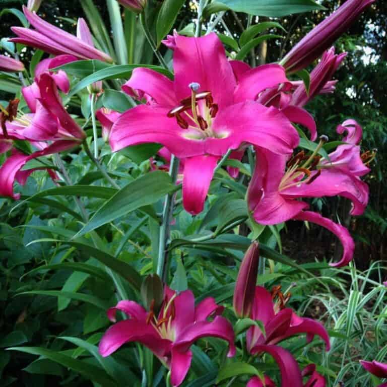 Types of Lilies and Lily-Like Flowers to Adorn Your Garden