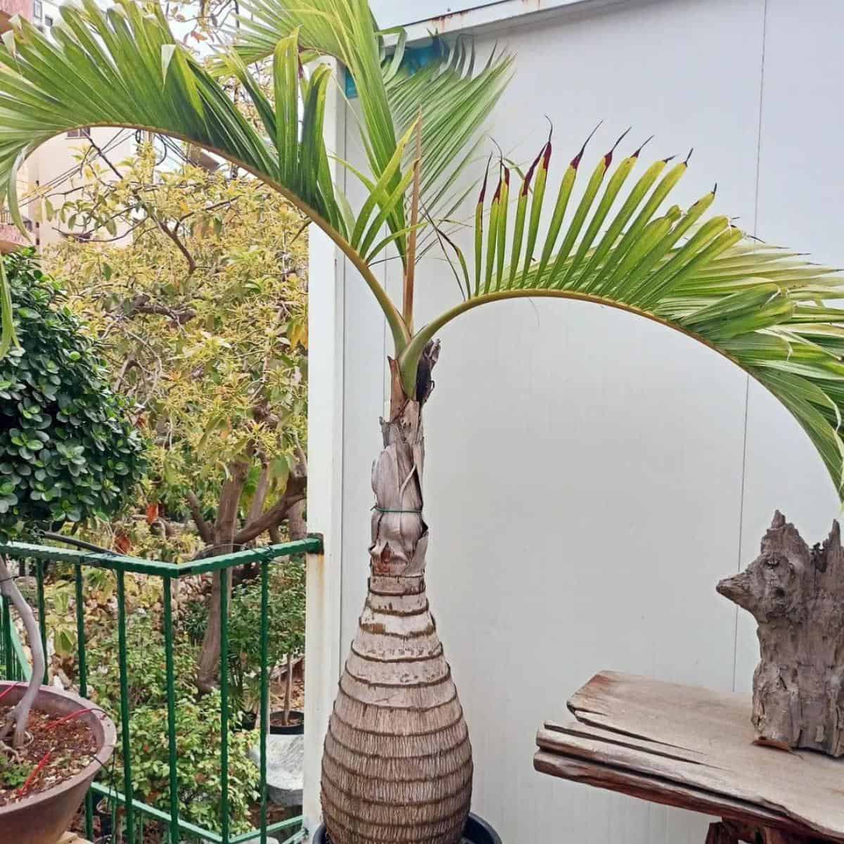 Bottle Palm Tree Care: How To Grow Hyophorbe Lagenicaulis Palms