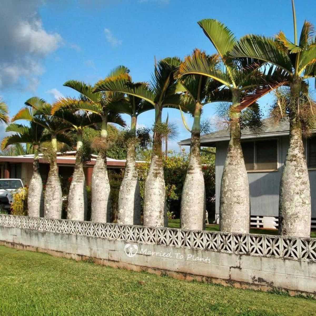 Bottle Palm Tree Care: How To Grow Hyophorbe Lagenicaulis Palms