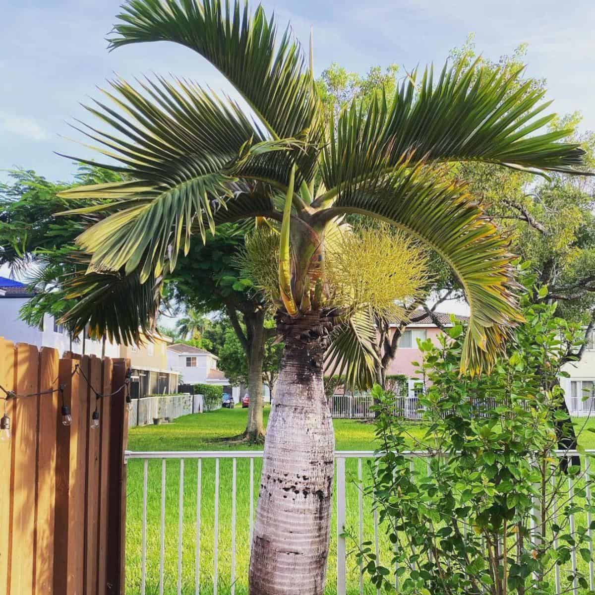 Bottle Palm Tree Care: How To Grow Hyophorbe Lagenicaulis Palms
