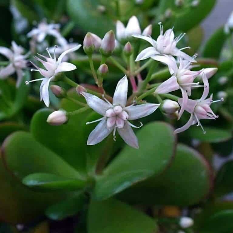 Crassula Multicava Care: How To Grow Fairy Crassula