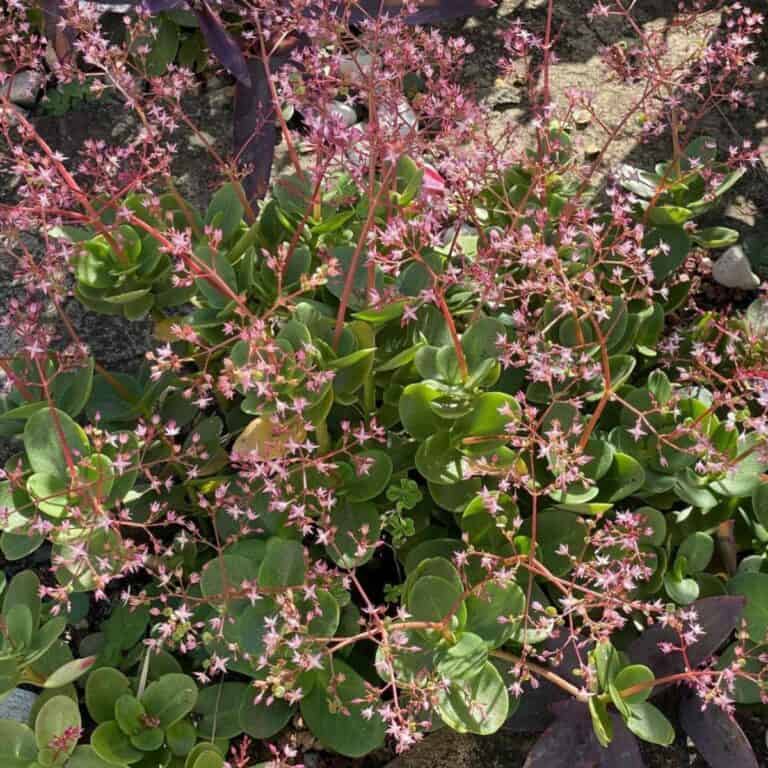 Crassula Multicava Care: How To Grow Fairy Crassula