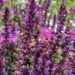 Salvia Nemorosa Info: How To Grow Woodland Sage