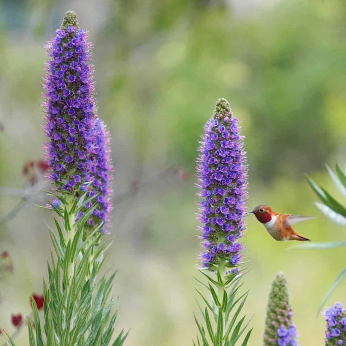 Growing Pride Of Madeira: How To Care For Echium Candicans