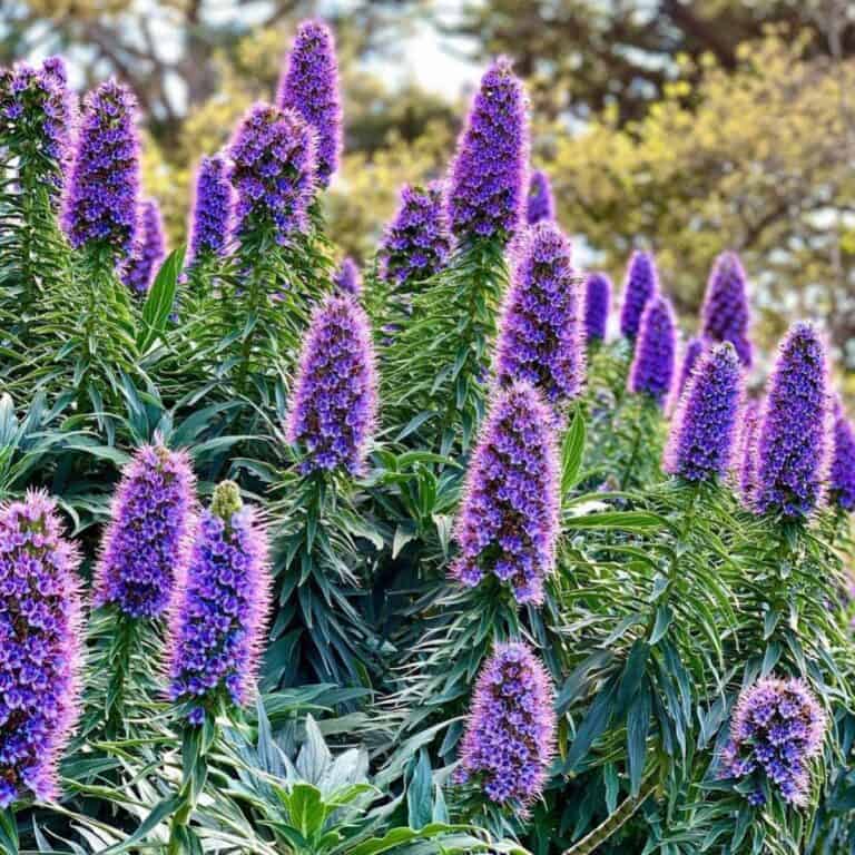 Growing Pride Of Madeira: How To Care For Echium Candicans