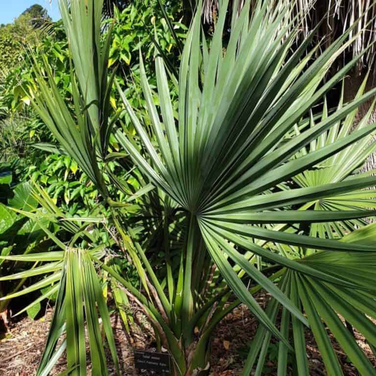 Sabal Minor Plant Care: How To Grow Dwarf Palmetto