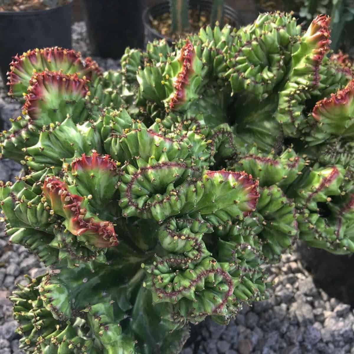 Euphorbia Lactea Care: How To Grow Dragon Bone Cactus