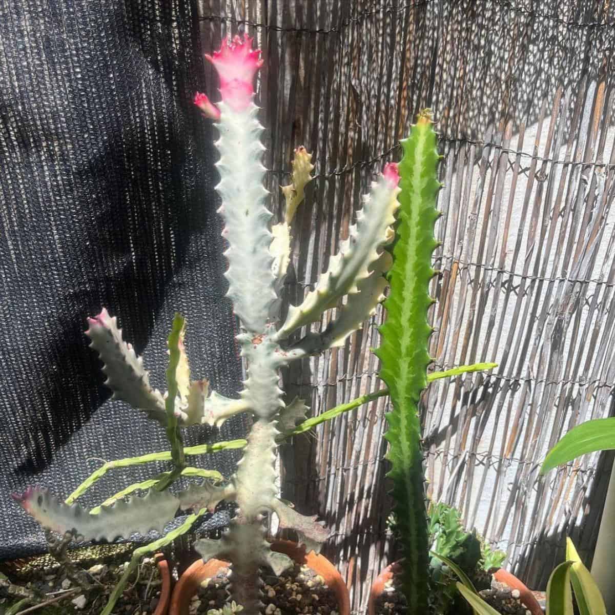 Euphorbia Lactea Care: How To Grow Dragon Bone Cactus