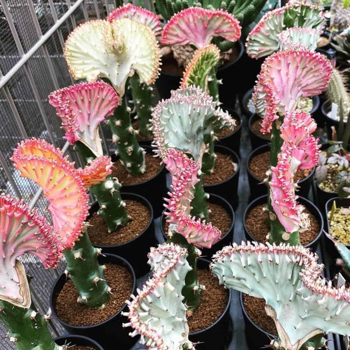Euphorbia Lactea Care: How To Grow Dragon Bone Cactus