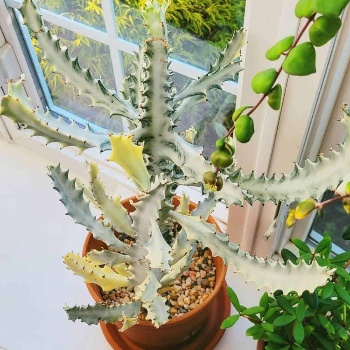 Euphorbia Lactea Care: How To Grow Dragon Bone Cactus