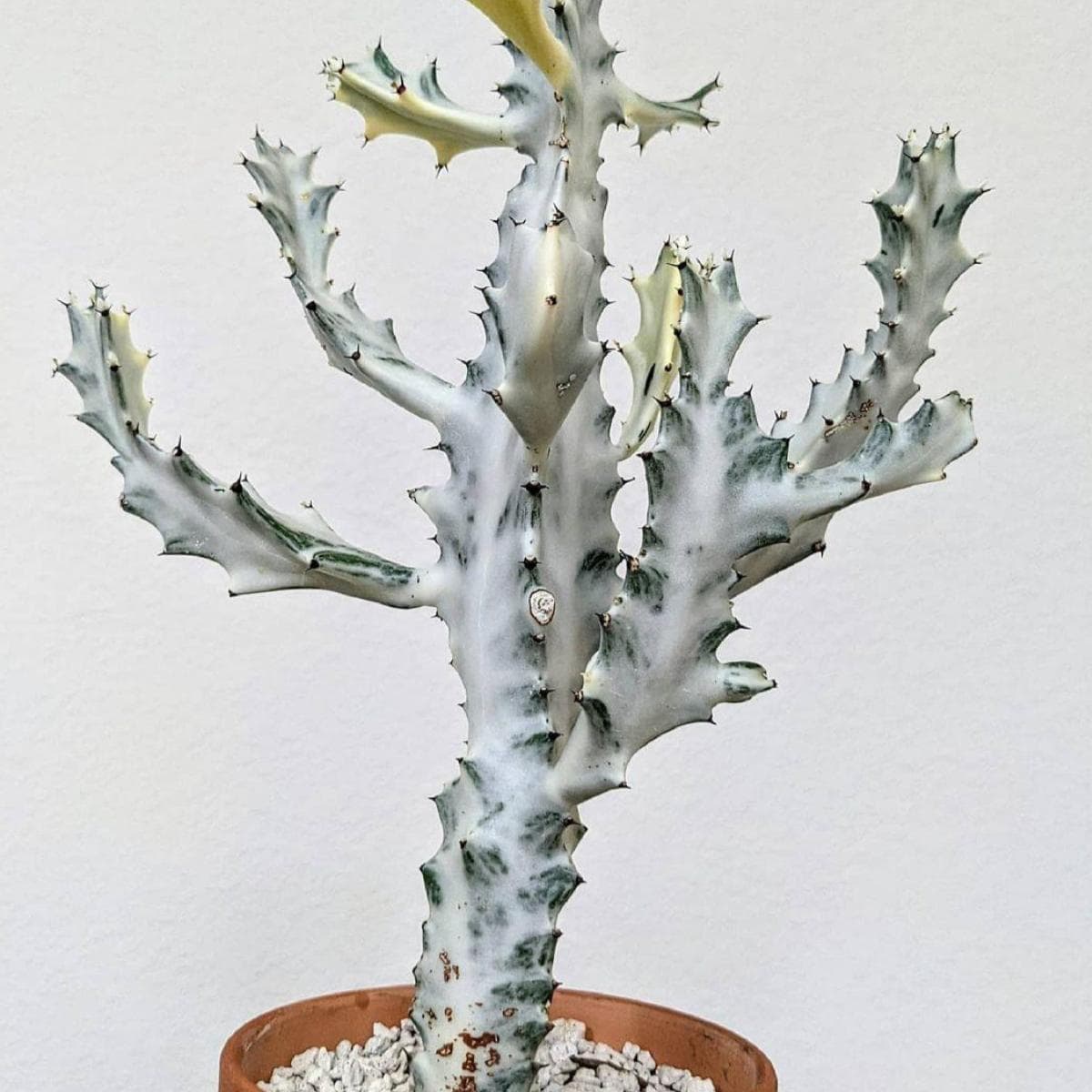 Euphorbia Lactea Care: How To Grow Dragon Bone Cactus