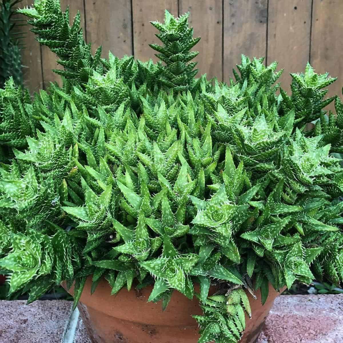 Aloe Juvenna Care: Learn To Grow The Tiger Tooth Aloe