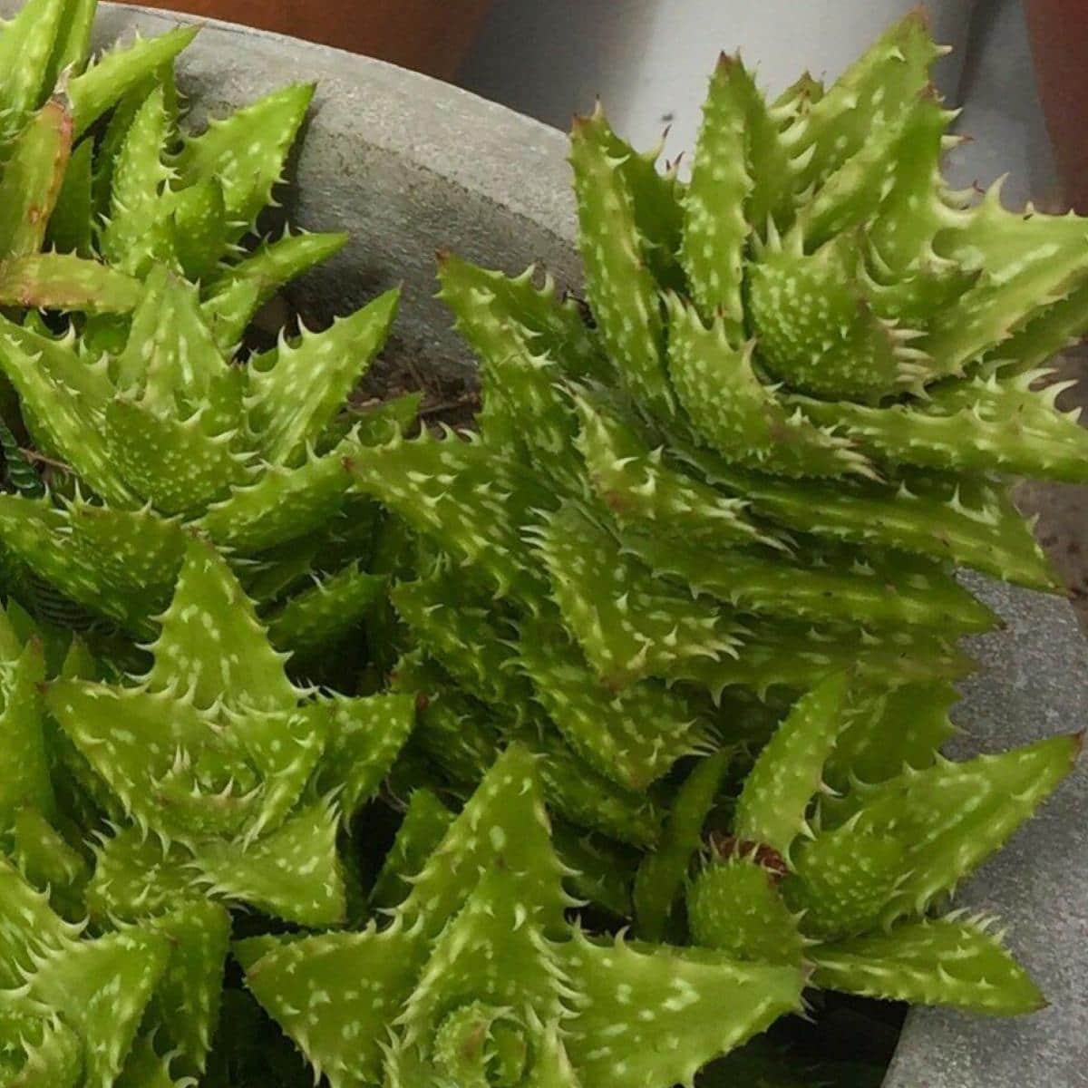 Aloe Juvenna Care: Learn To Grow The Tiger Tooth Aloe