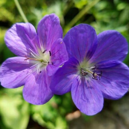 Cranesbill Geranium Care: Tips On Growing The Hardy Geranium