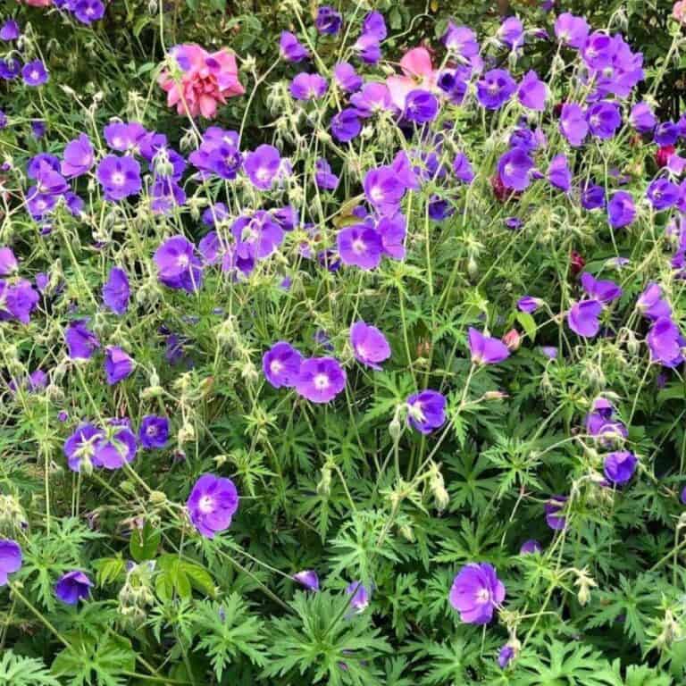 Cranesbill Geranium Care: Tips On Growing The Hardy Geranium