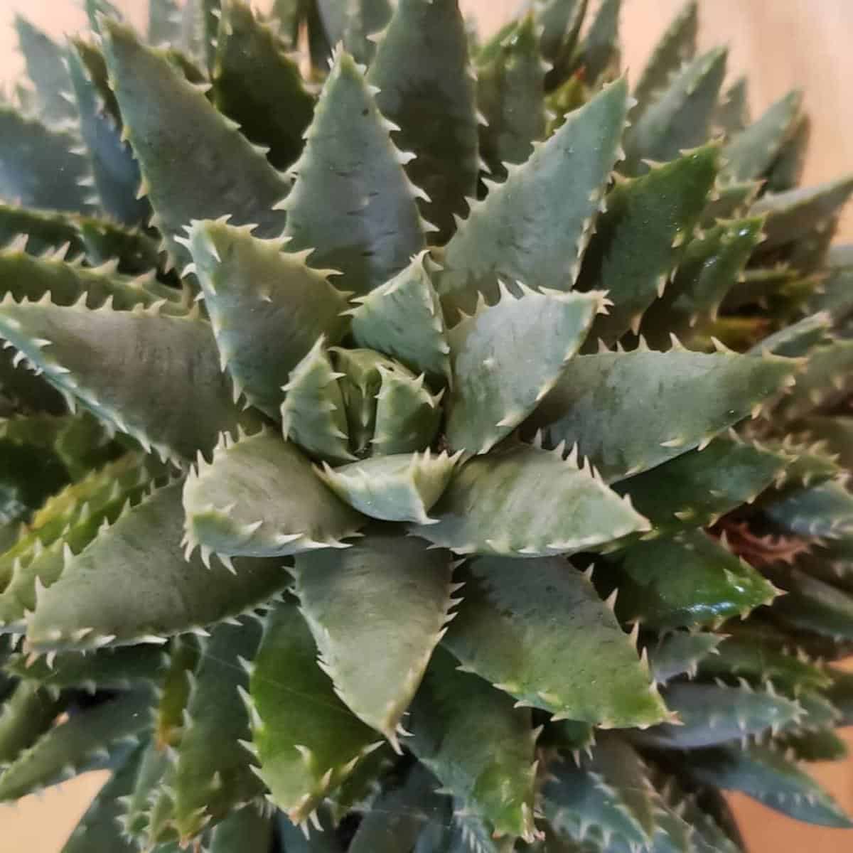Aloe Brevifolia Care: Tips On Growing The Short Leaved Aloe