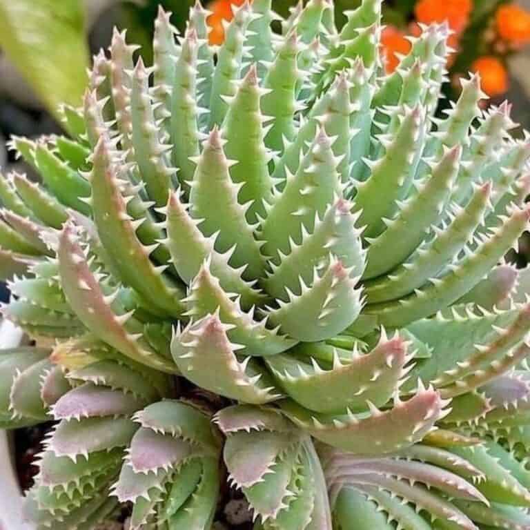 Aloe Brevifolia Care: Tips On Growing The Short Leaved Aloe