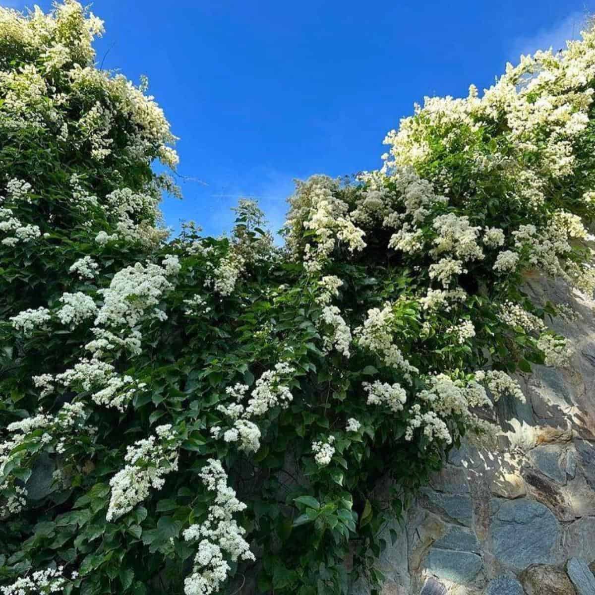 Silver Lace Vine Care: Tips On Growing The Polygonum Aubertii