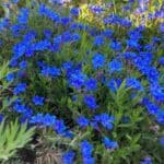 Lithodora Diffusa Care: Learn How To Grow Lithodora Plants