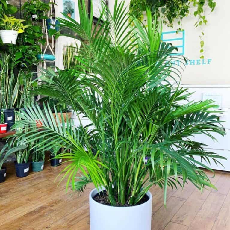 Cat Palm Care: How To Grow Chamaedorea Cataractarum