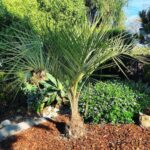 Pindo Palm Care: All About Growing Butia Capitata