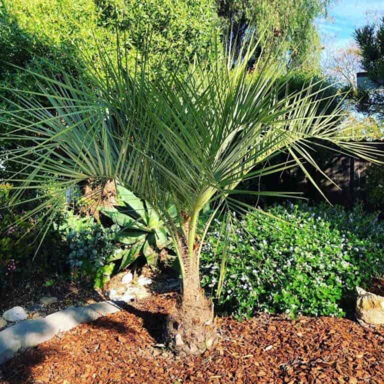 Pindo Palm Care: All About Growing Butia Capitata