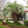 Pindo Palm Care: All About Growing Butia Capitata