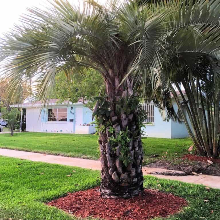 Pindo Palm Care: All About Growing Butia Capitata