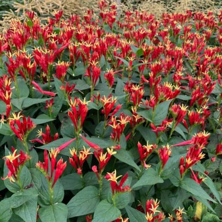 Spigelia Marilandica: How To Grow and Care For Indian Pink Flowers