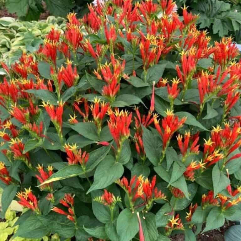 Spigelia Marilandica: How To Grow and Care For Indian Pink Flowers