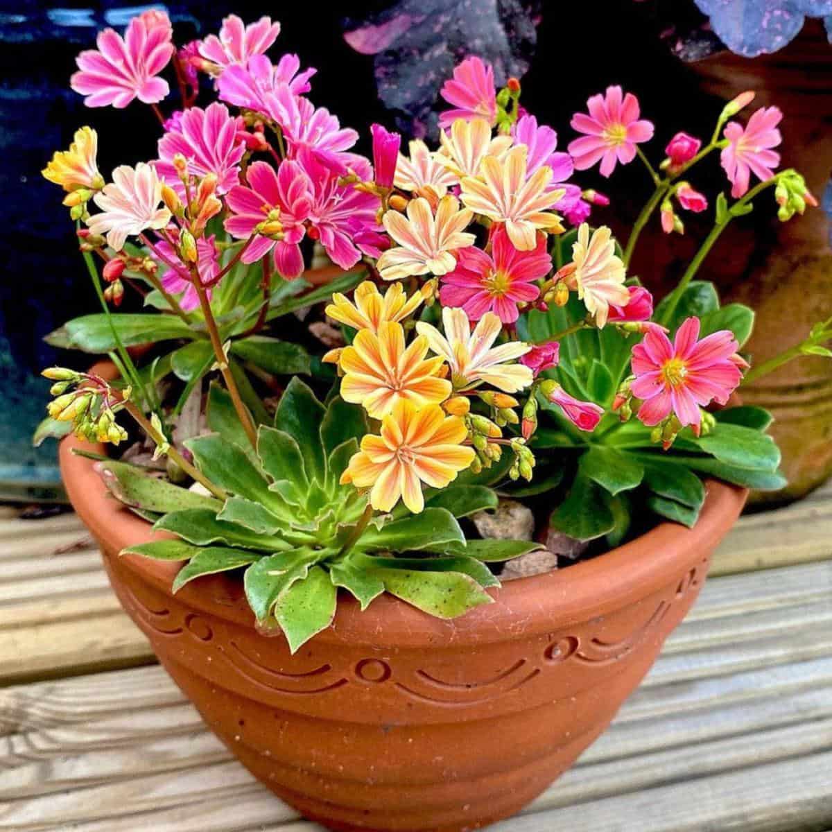 Growing Lewisia Cotyledon: Learn Broadleaf Siskiyou Lewisia Care