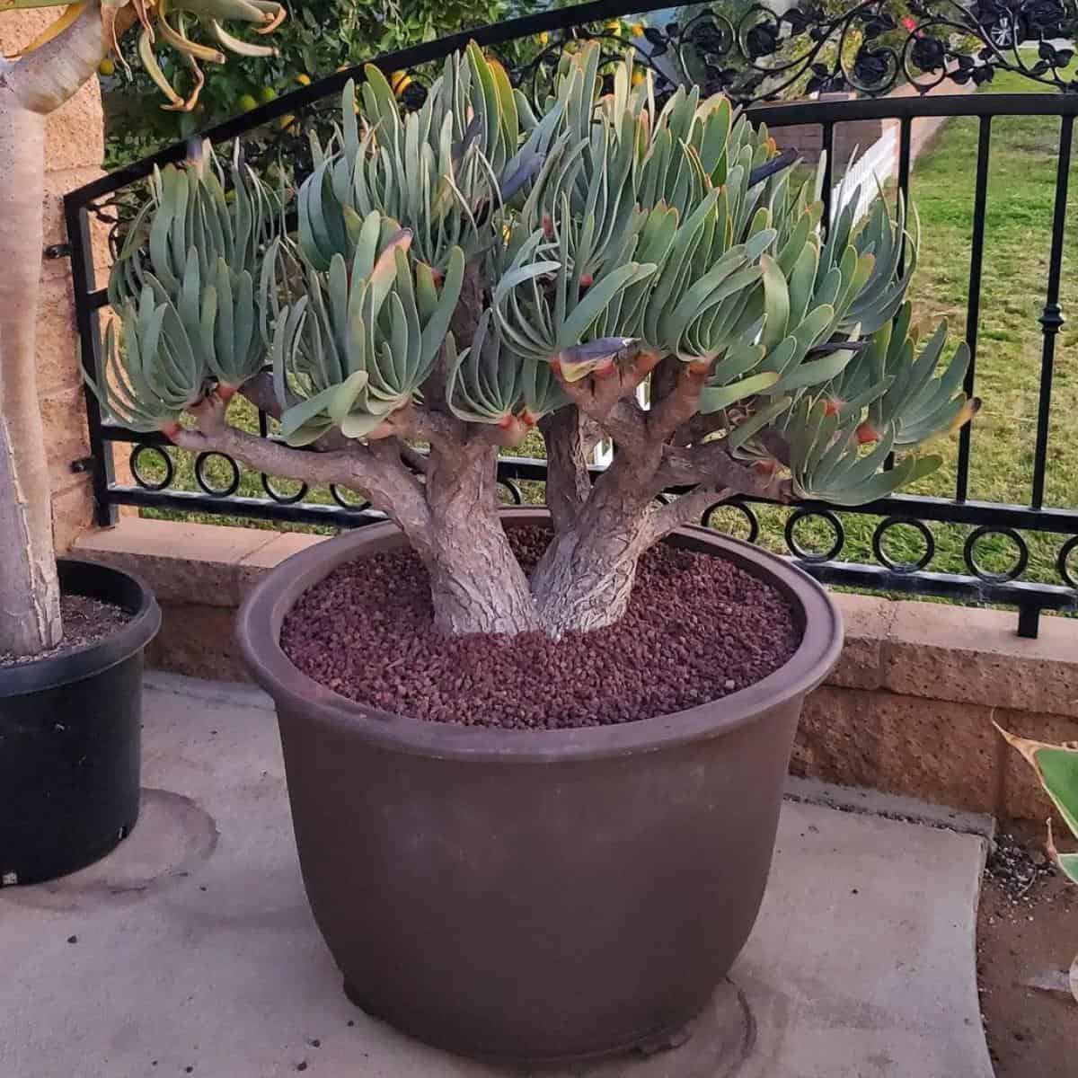 Aloe Plicatilis: How To Grow and Care For Fan Aloe