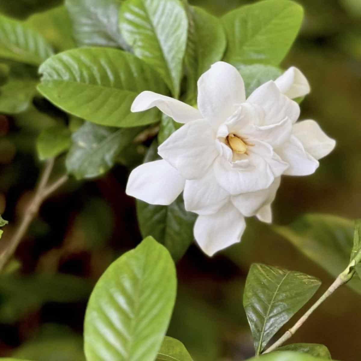 Gardenia Flower Time: What Is the Blooming Time for Gardenias?