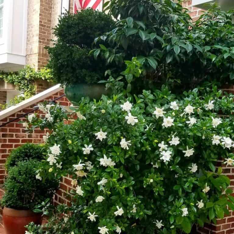 Gardenia Flower Time: What Is the Blooming Time for Gardenias?