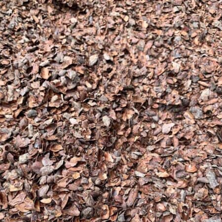 Cocoa Shell Mulch: Tips On Using Cocoa Bean Mulch Pros and Cons