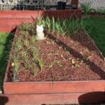 Cocoa Shell Mulch: Tips On Using Cocoa Bean Mulch Pros and Cons