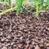 Cocoa Shell Mulch: Tips On Using Cocoa Bean Mulch Pros and Cons