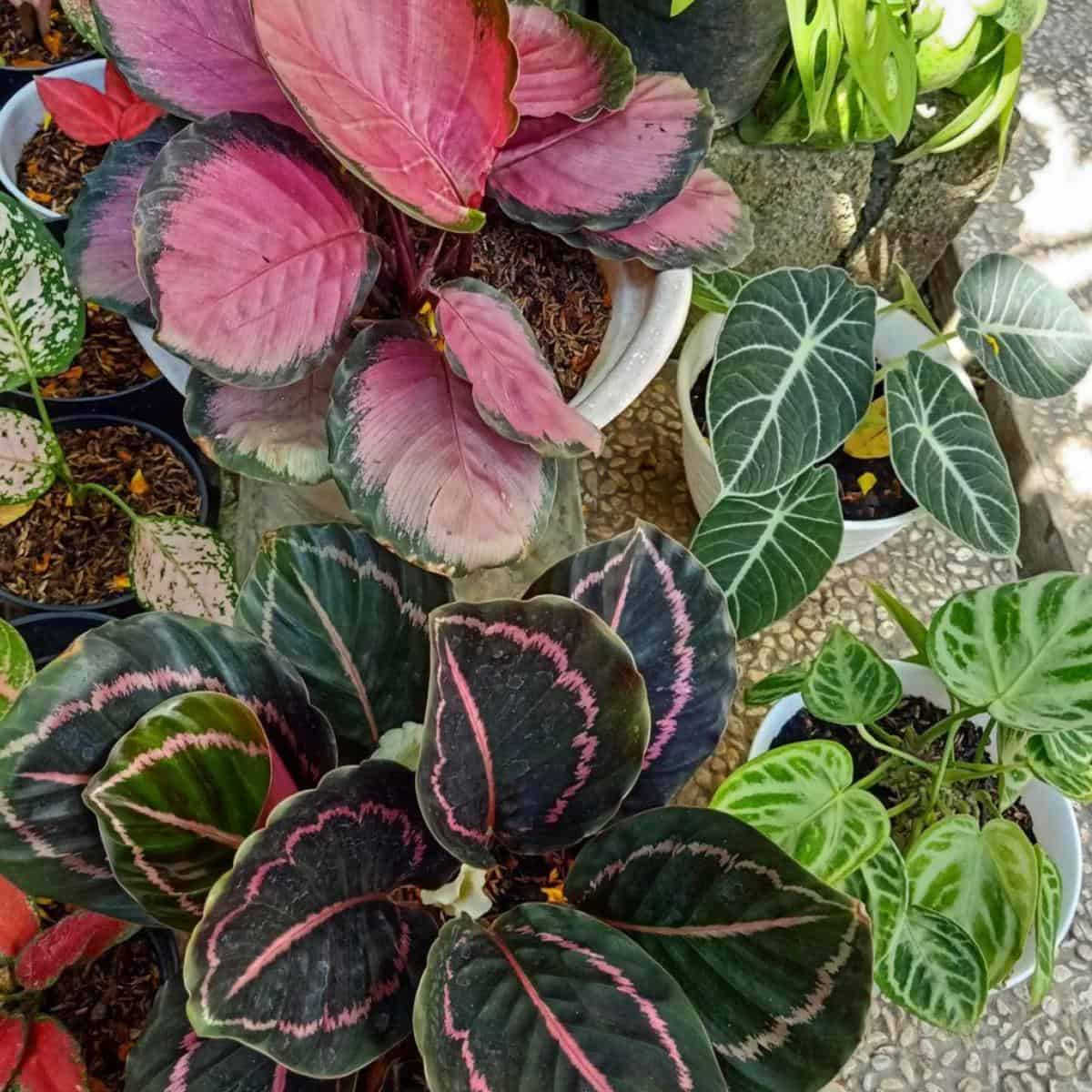 Calathea Watering: How To Water and Why The Type Of Water Matters