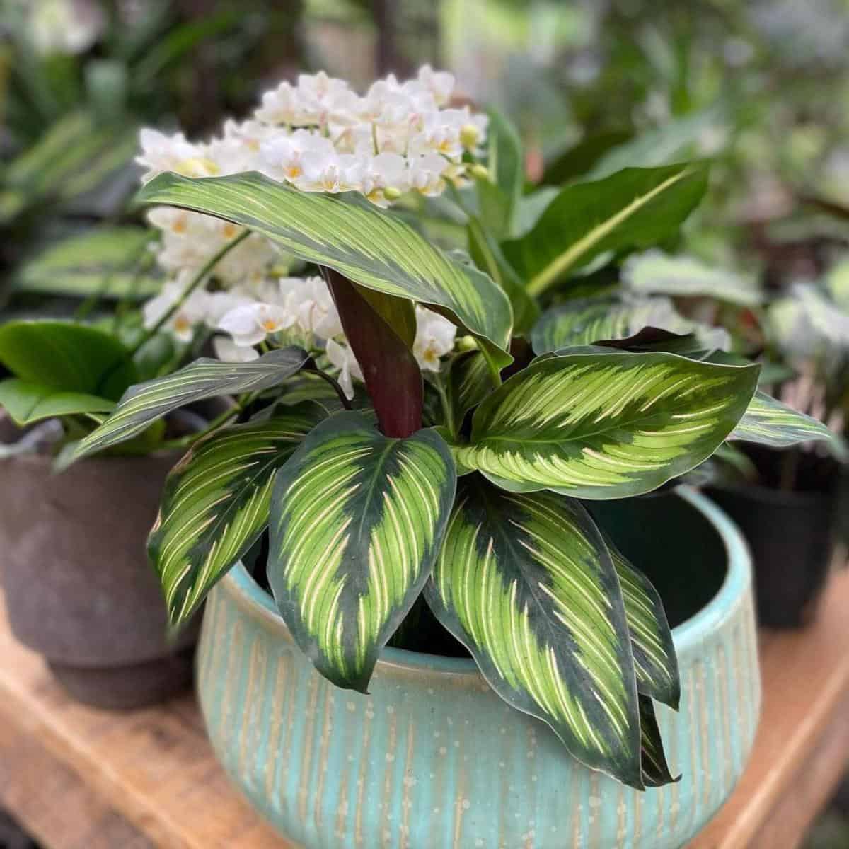 Calathea Watering: How To Water and Why The Type Of Water Matters