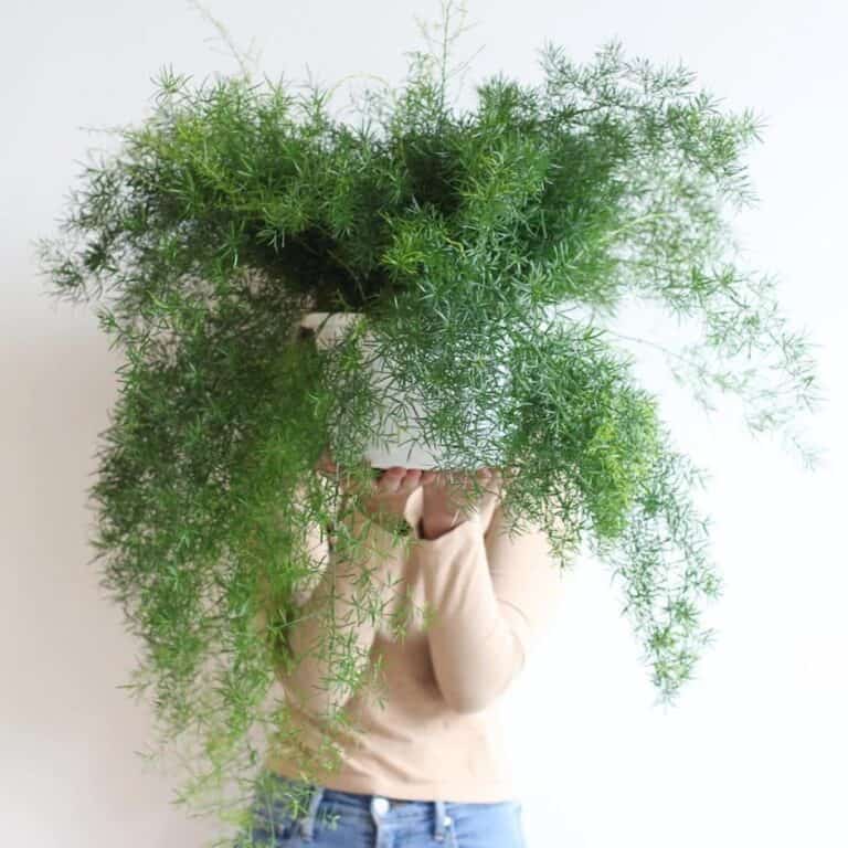 Sprengeri Fern Care: Growing The Asparagus Densiflorus