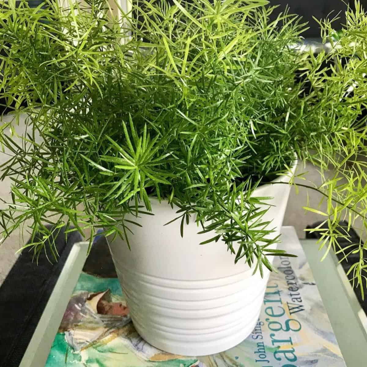 Sprengeri Fern Care: Growing The Asparagus Densiflorus