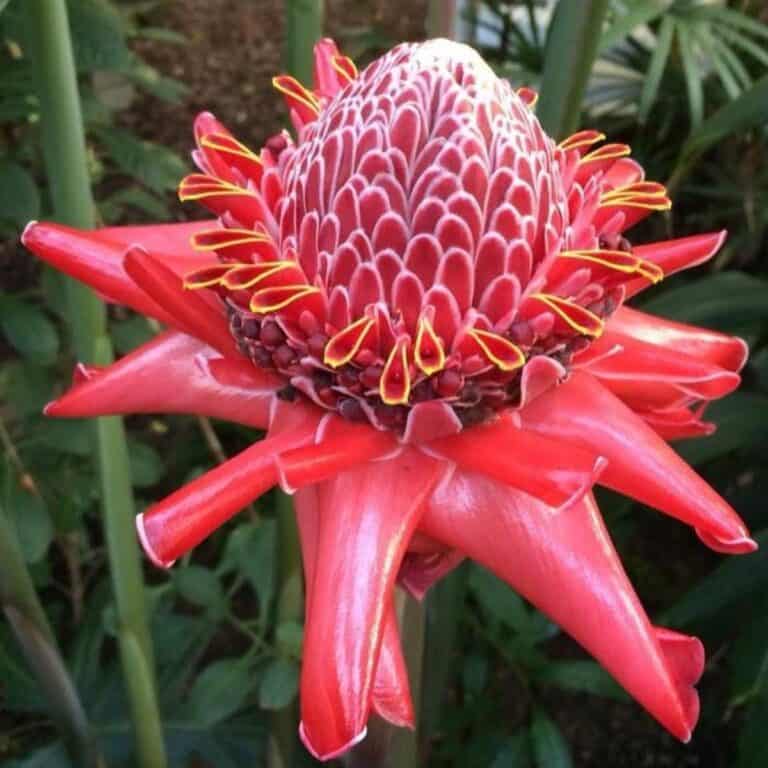 Growing Torch Ginger Plant: How To Care For Etlingera Elatior