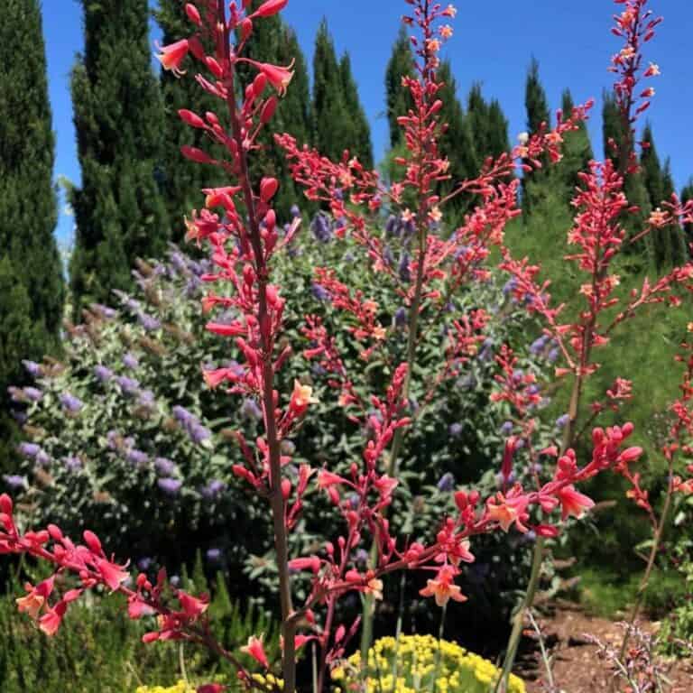 Hesperaloe Parviflora: How To Grow and Care For Red Yucca