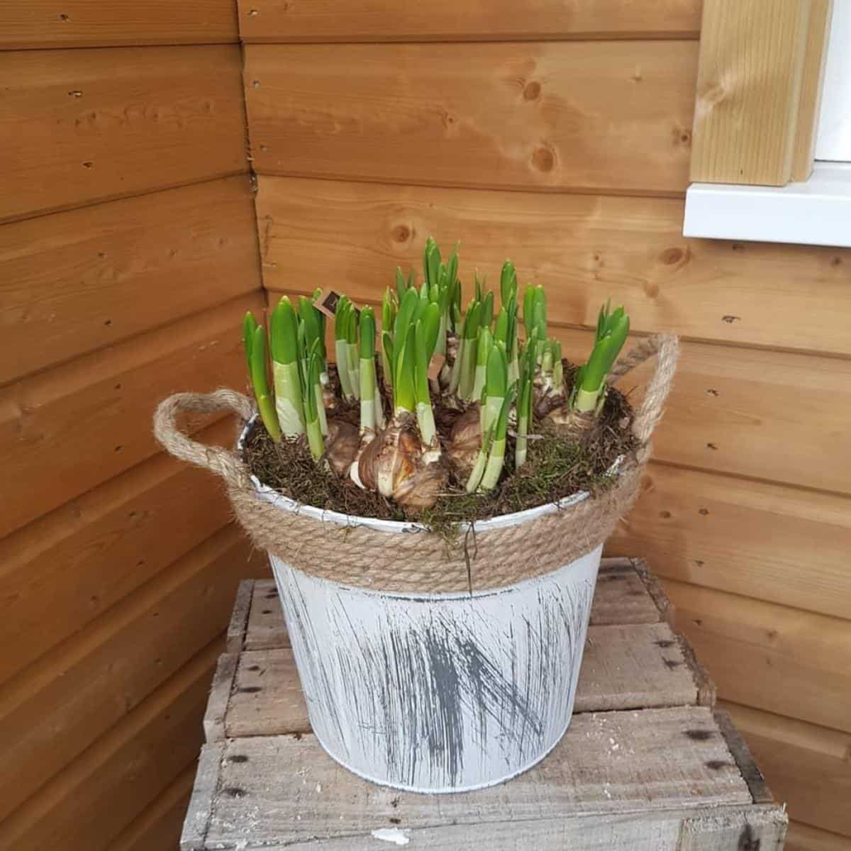 How To Store Daffodil Bulbs: Tips On Storing Daffodil Bulb