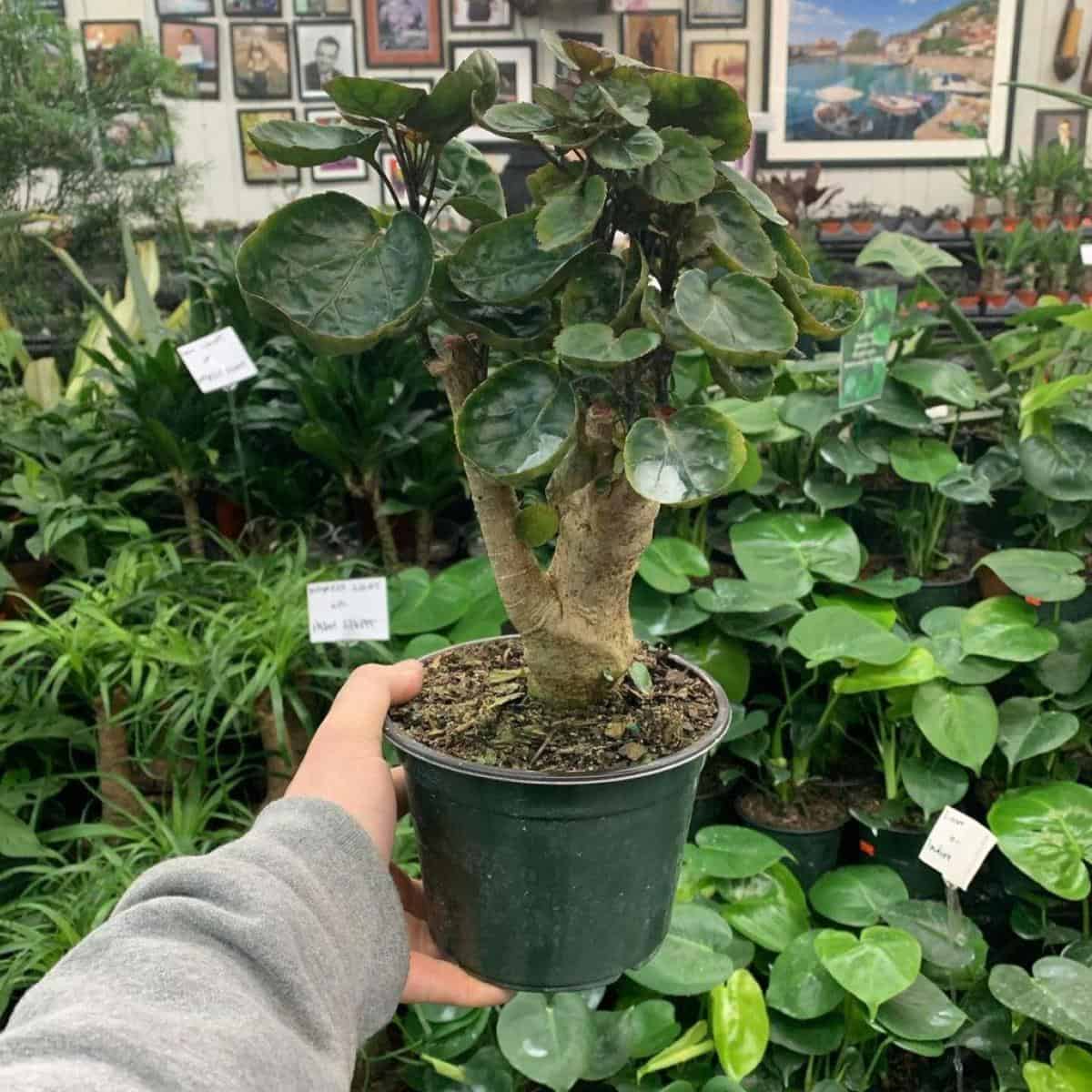 Aralia Fabian: Growing and Care Tips