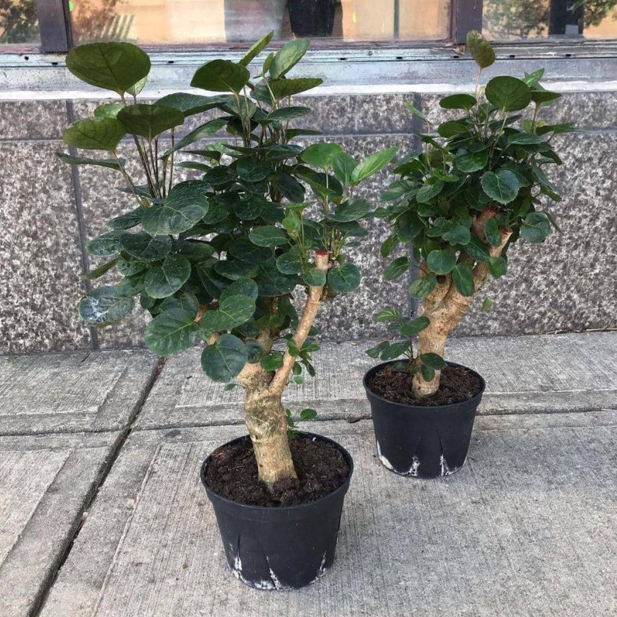 Aralia Fabian: Growing and Care Tips